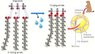 Triglycerides or Fats