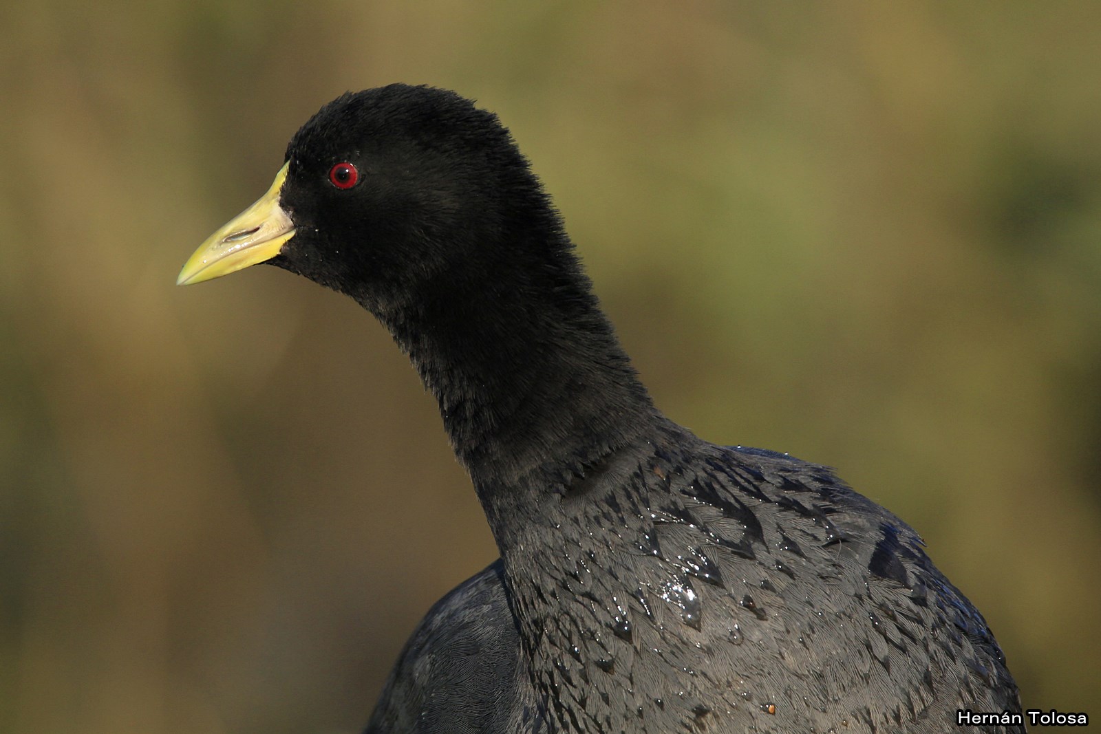 Aves Bonaerenses: Retratos de gallaretas