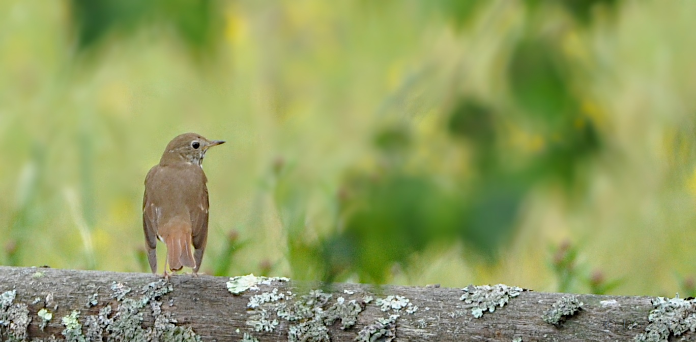 Grive solitaire - Hermit Trush