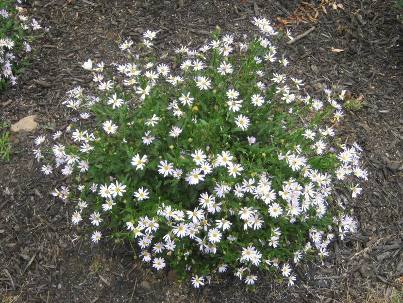 Future Plants by Randy Stewart: Kalimeris - Japanese Aster