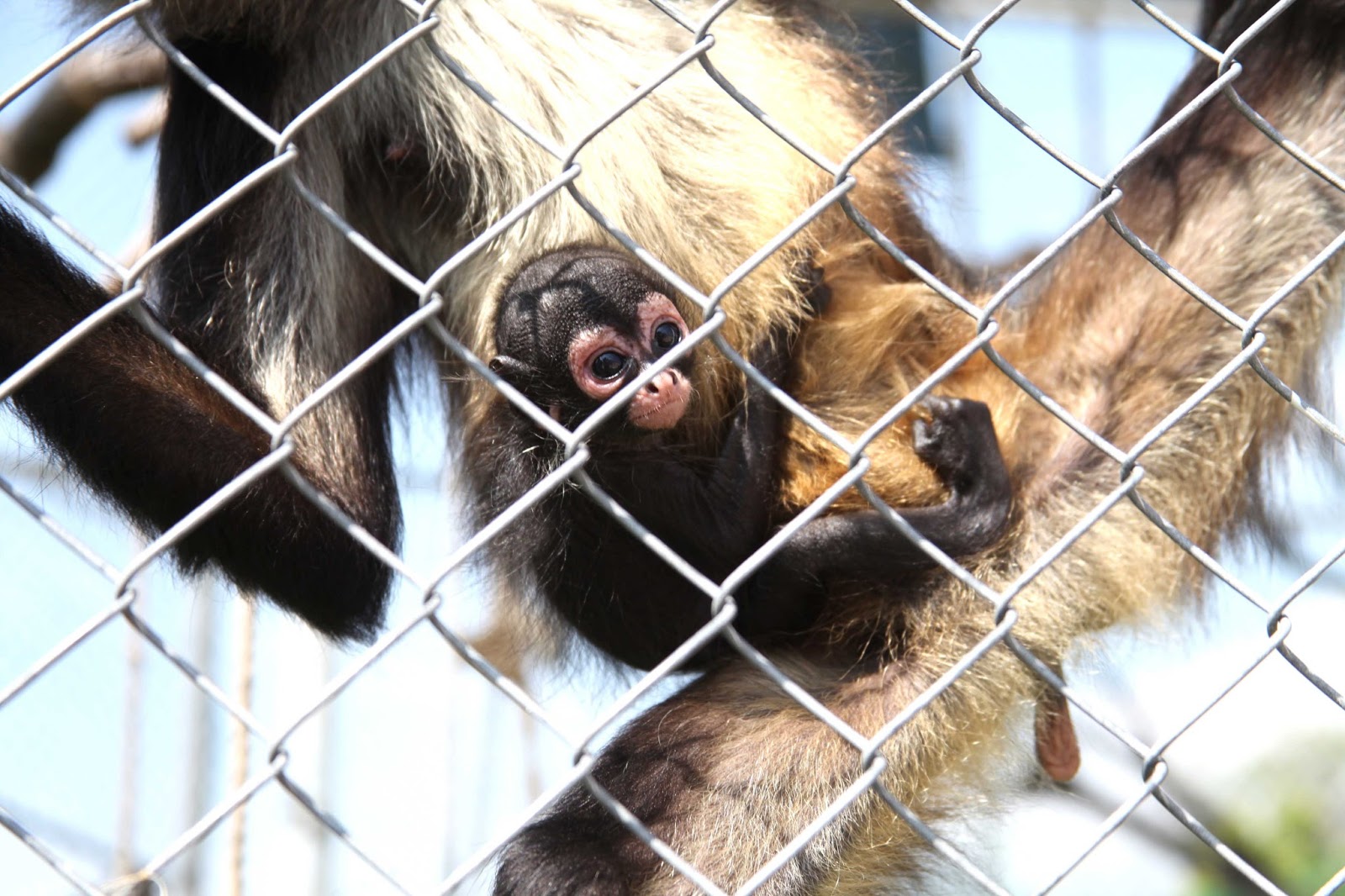 El mexiquense Hoy: Nace cría de mono araña en el parque ecológico Ehécatl