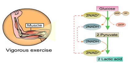 BIOLOGY FORM 6: Anaerobic Respiration (Fermentation)
