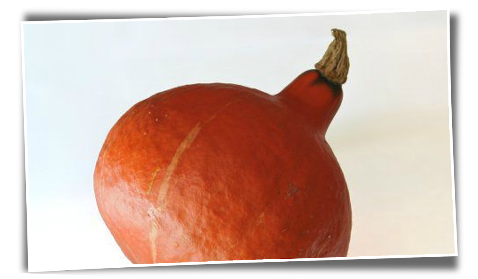 Qu'est ce qu'on mange?: Espèce de Cucurbitacée!