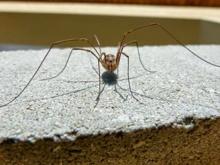 Faune Flore d'Ul: Araignées du jardin et autres