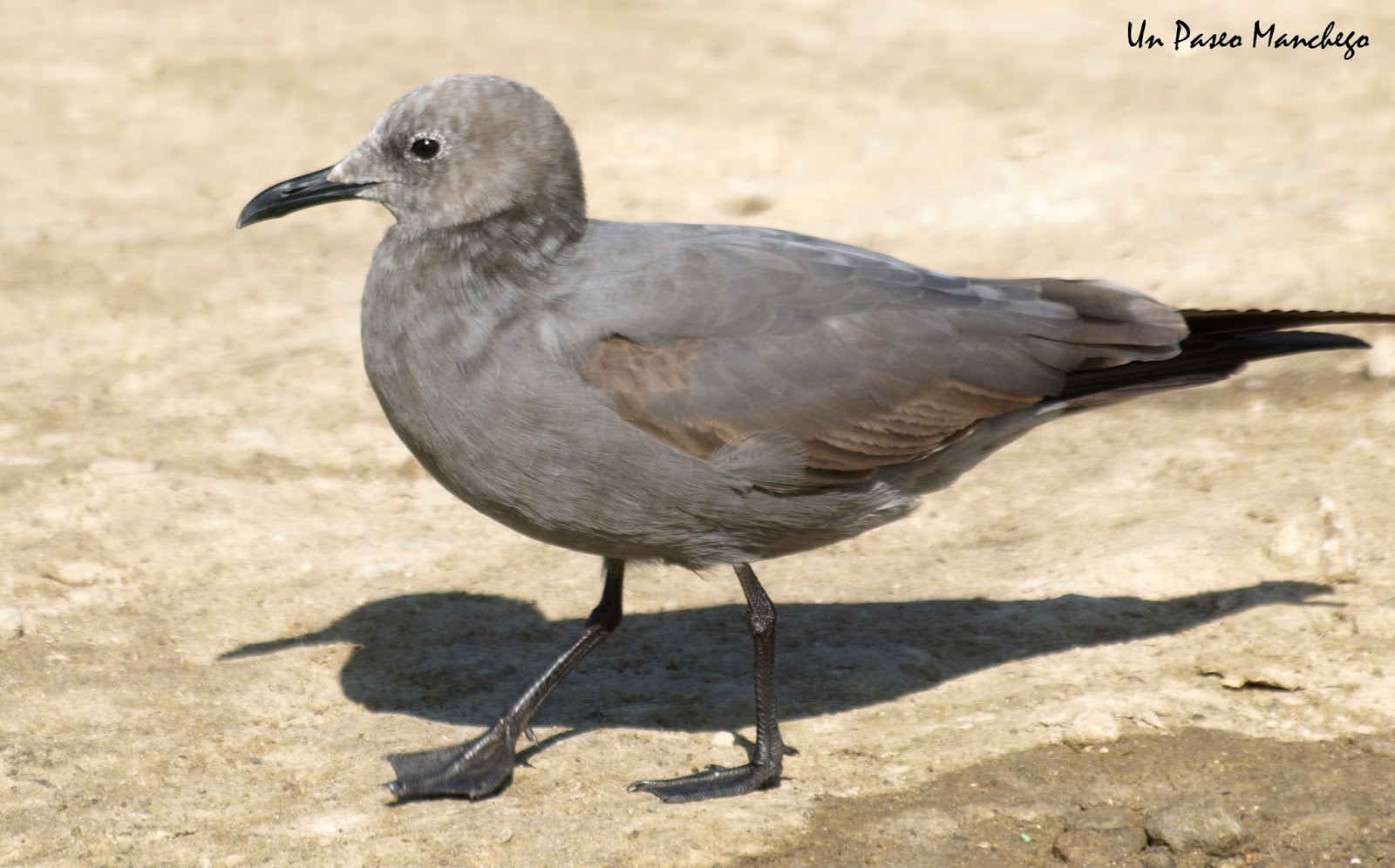 Un Paseo Manchego: Gaviota garuma o gris; Larus modestus.