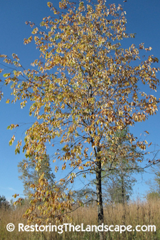 Restoring The Landscape With Native Plants: Native Plant of the Week ...