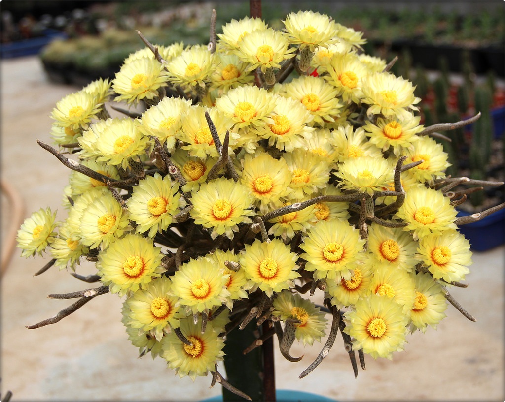 5 Of The Most Unique Cactus flower ~ Wonderful Flowers