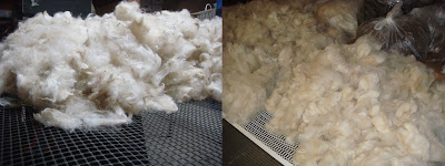 News from Autumn Sun Alpacas: Washing Alpaca Fiber...