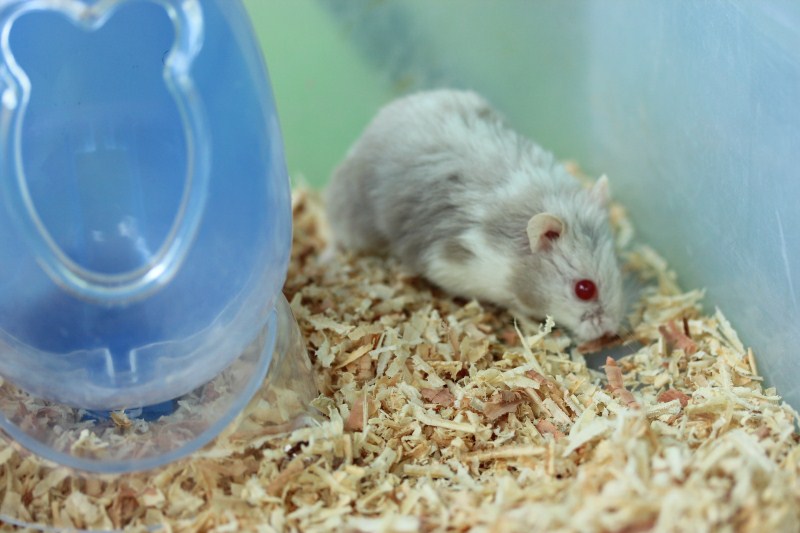 Jual Tikus Putih Mencit Hamster Landak Mini : Campbell Flip Flop ...