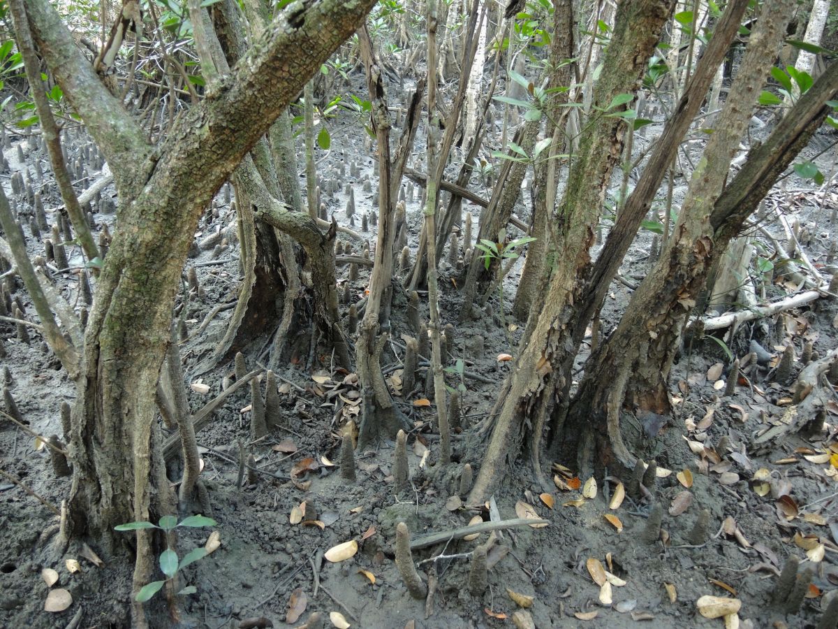 Queensland Coast: Australia's Spurred Mangroves (Ceriops sp.)