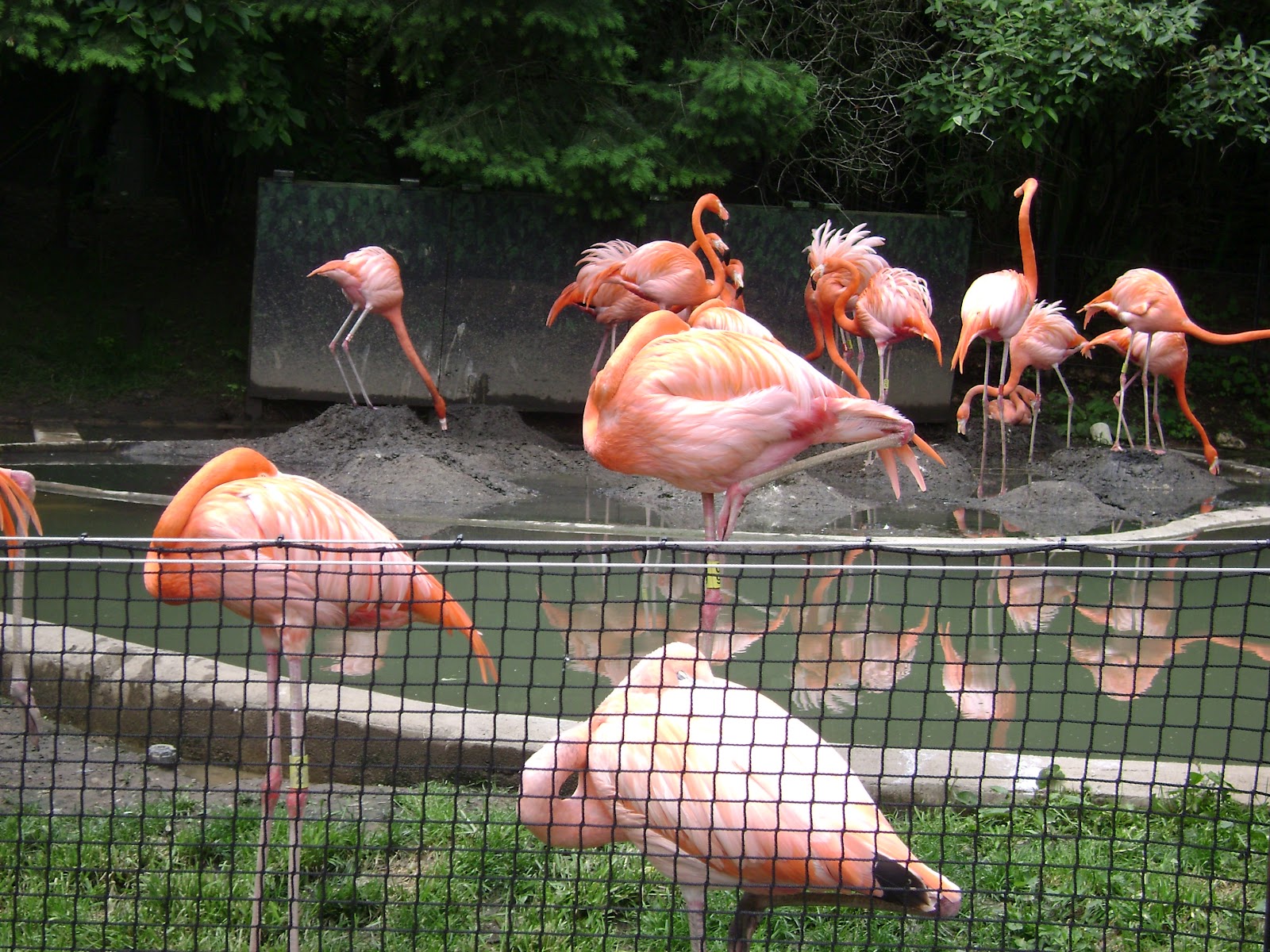 Virtual Field Trip to the Columbus Zoo