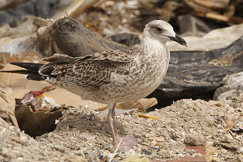 Birdwatch ID Blog: Identifying juvenile Yellow-legged Gulls