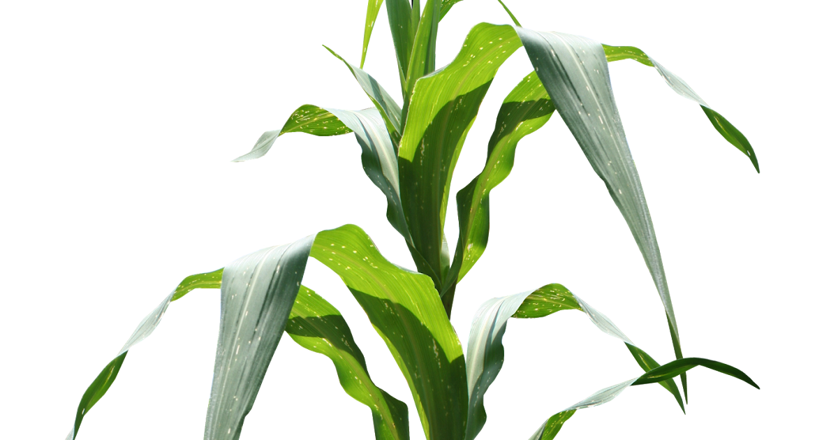 KRIKART Imágenes libres de derecho de autor: Milpa en PNG