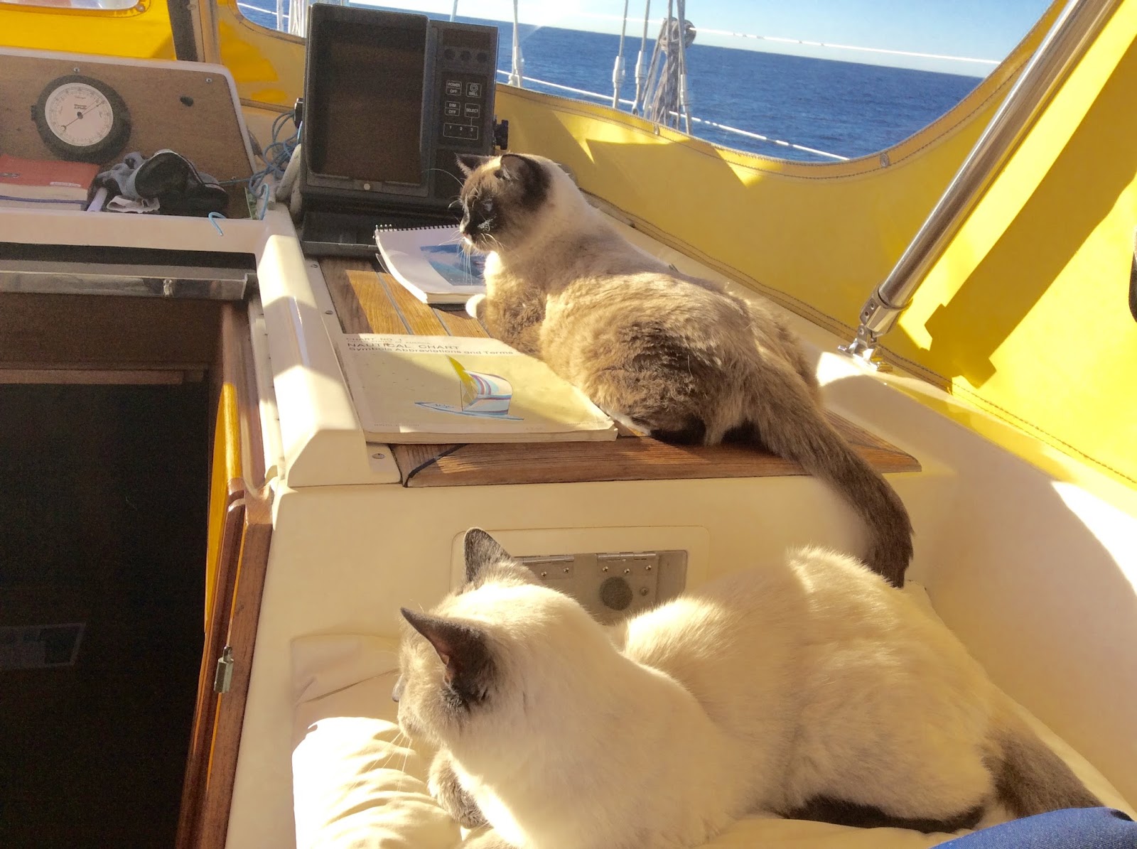 Sailing Sirena: Cats Aboard