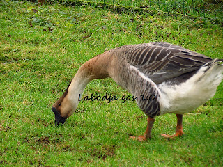 Sussex kokoši, Australorp kokoši, Chabo kokoši: LABODJA GOS