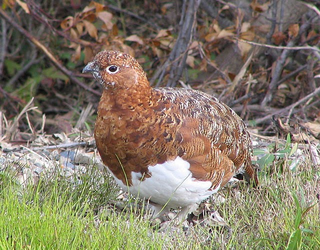 World Bird Sanctuary: Alaska State Bird: the Willow Ptarmigan