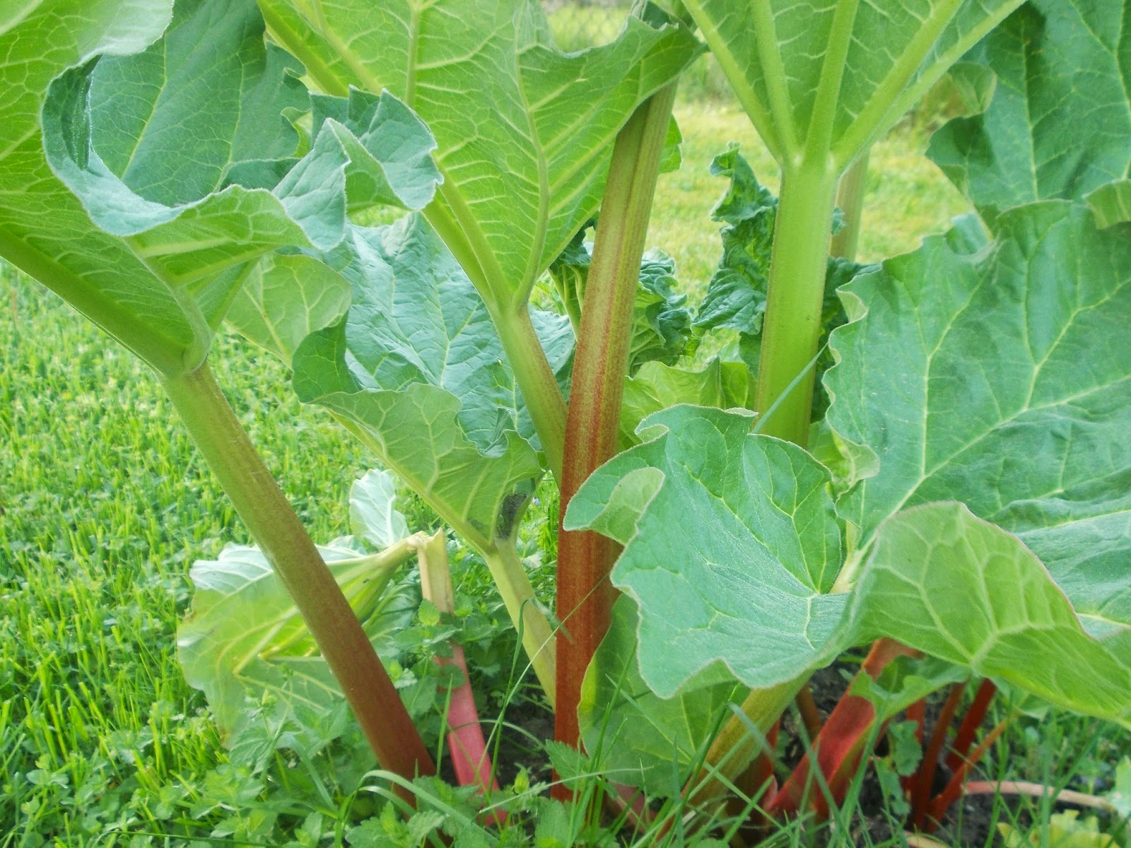 Anceelika kodused toidud: RABARBERI ERI!