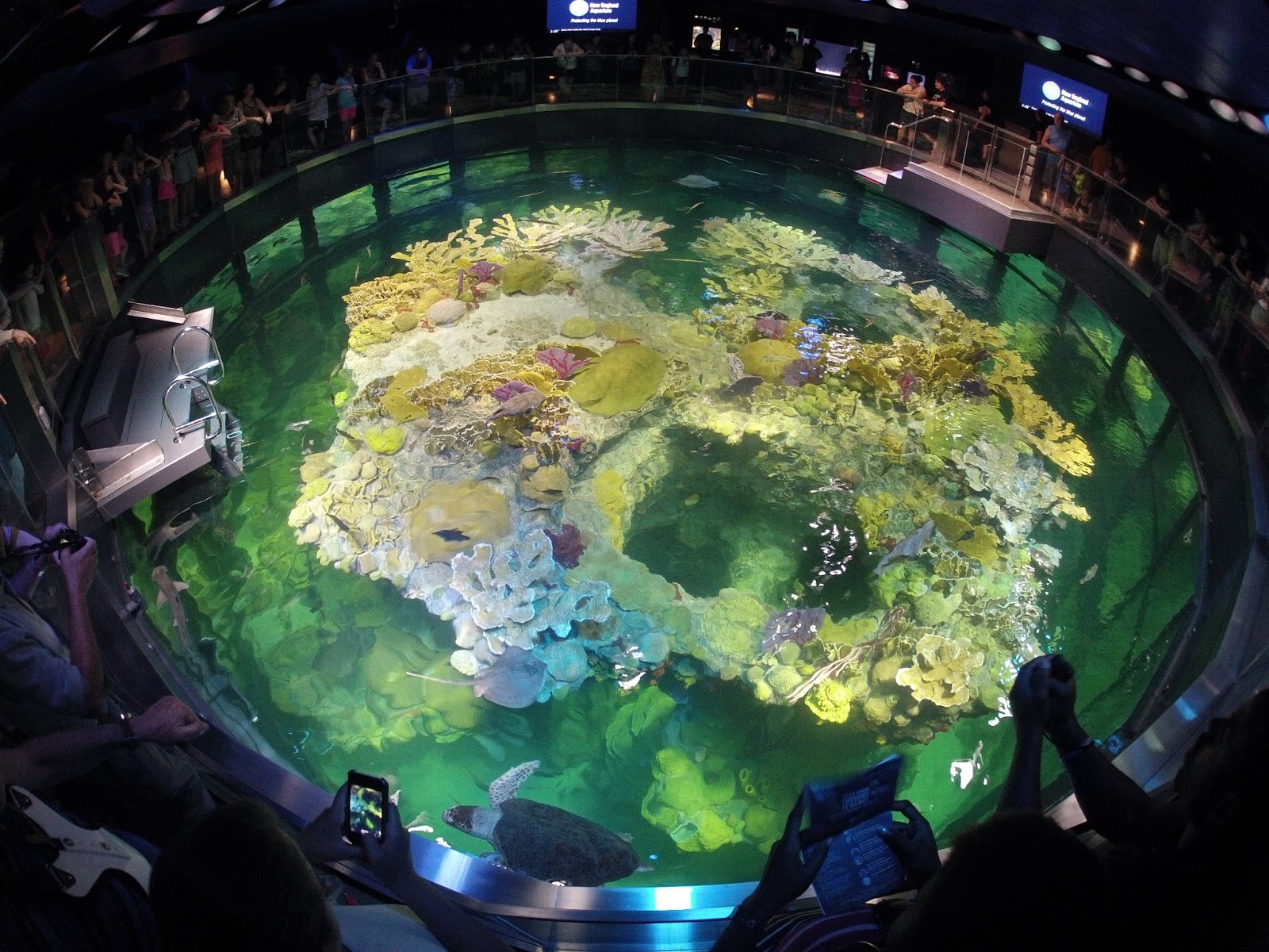 Giant Ocean Tank Divers Blog