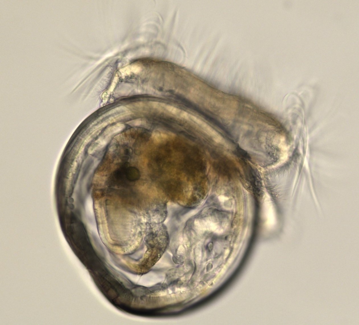 Invertebrate Embryology: The life cycle of the Olympia oyster, Ostrea ...