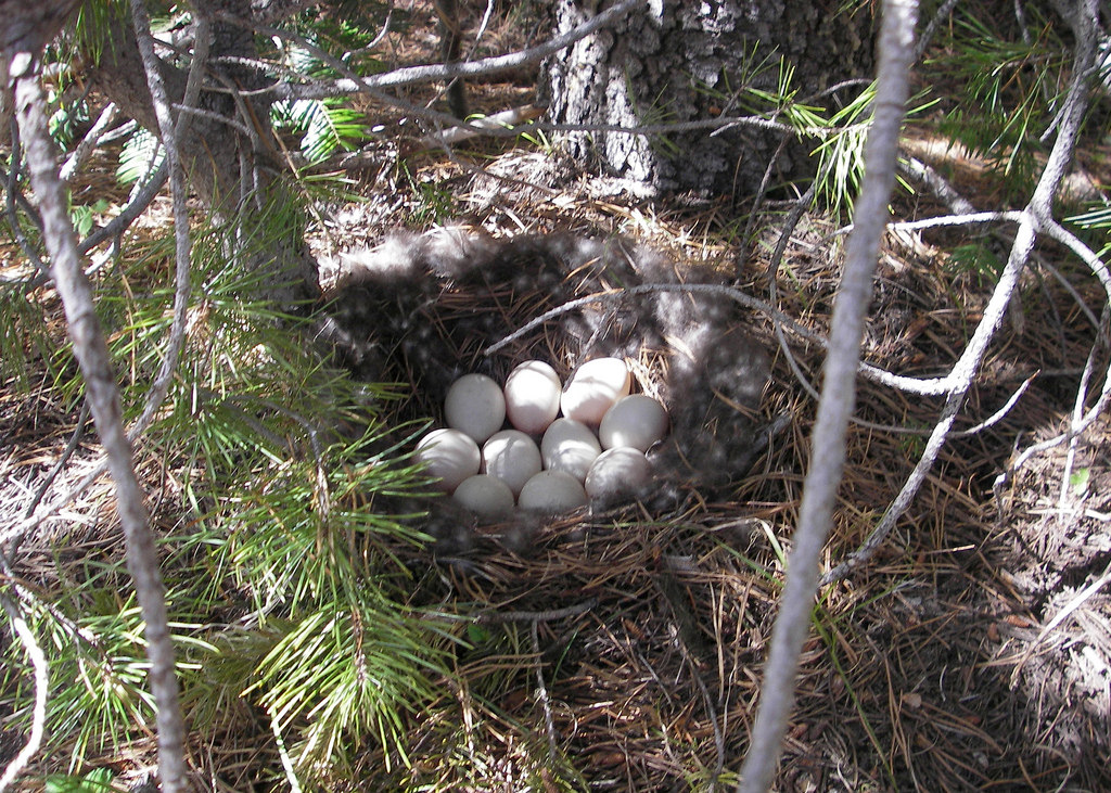 Earth and Space News: Mallard Duck Habitats: Drab Female, Gaudy Male ...
