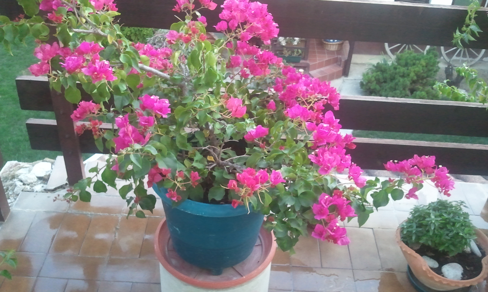 SREDI DOM: NAJLEPŠE CVEĆE ZA TERASU