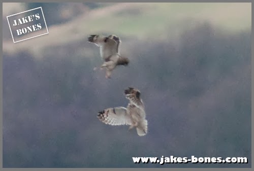 The amazing owl fight in photos : Jake's Bones