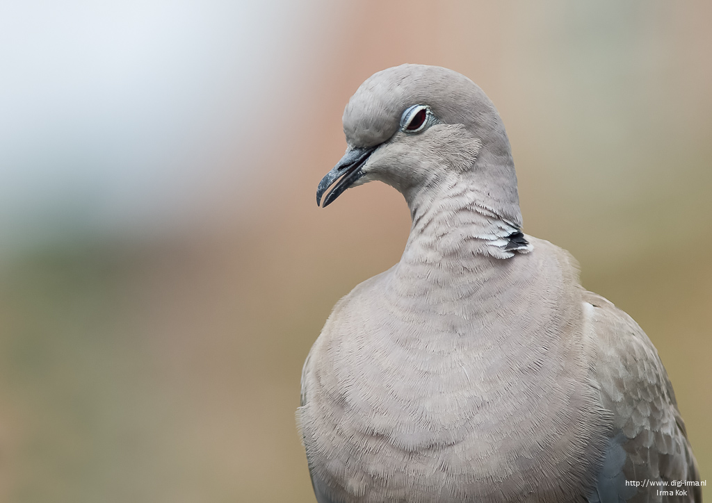 Irma's Natuurbeleving : Hout en Tortelduif
