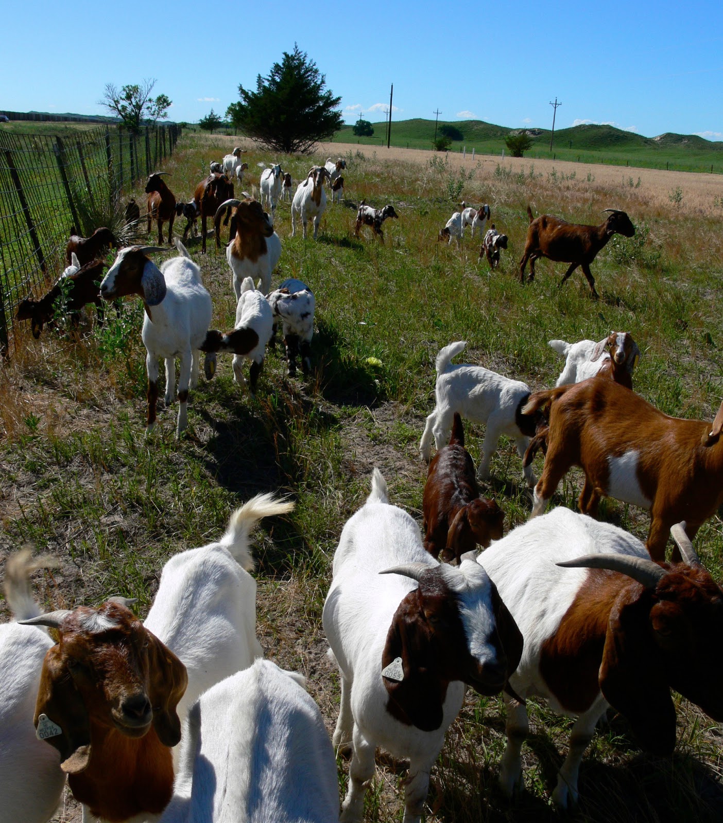 Joy in a JAR: Goat Wrangling, Cactus in the Pants and Celebrations