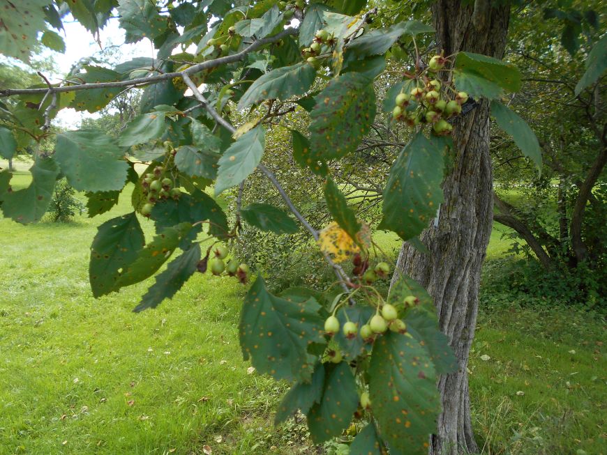 Future Plants by Randy Stewart: Hawthorns