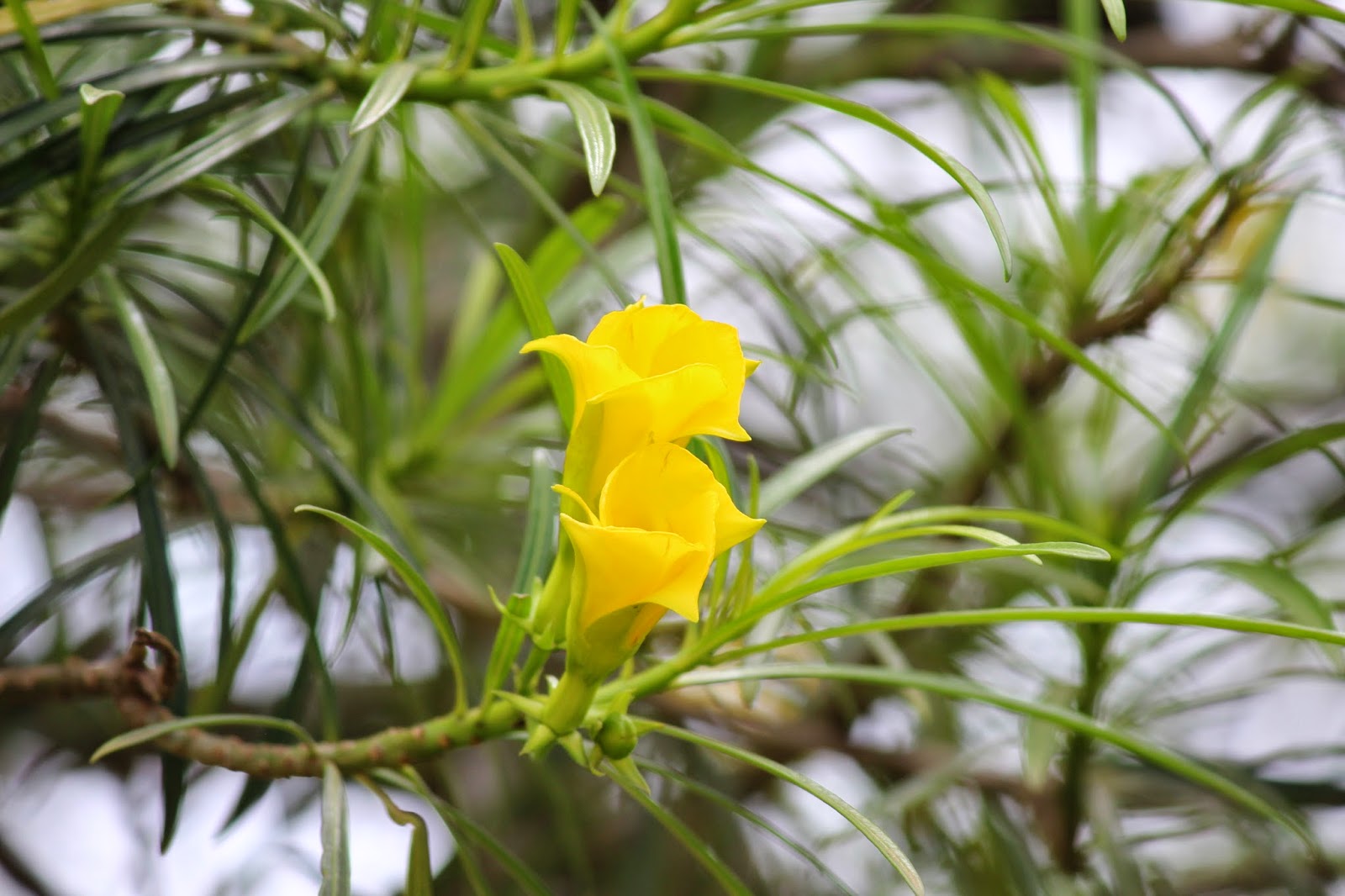 Uma flor por dia: Chapéu-de-napoleão