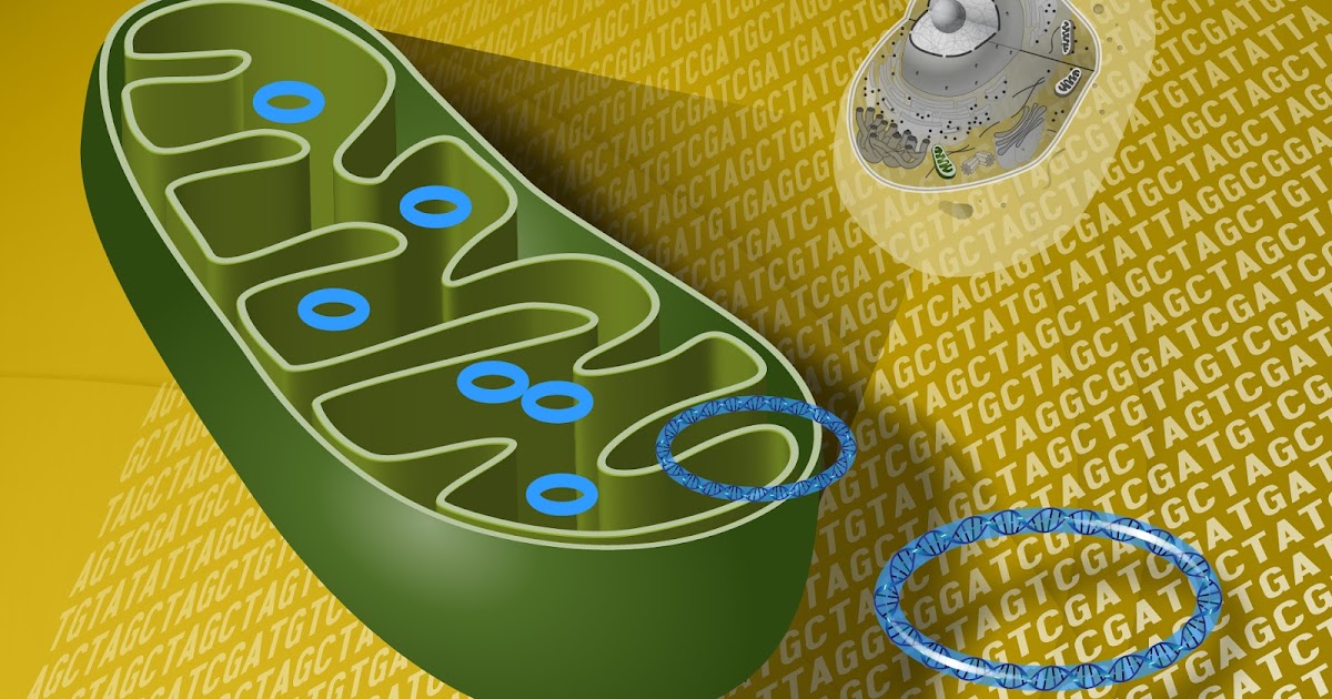 MT‐ATP6 mitochondrial disease variants: Phenotypic and biochemical ...
