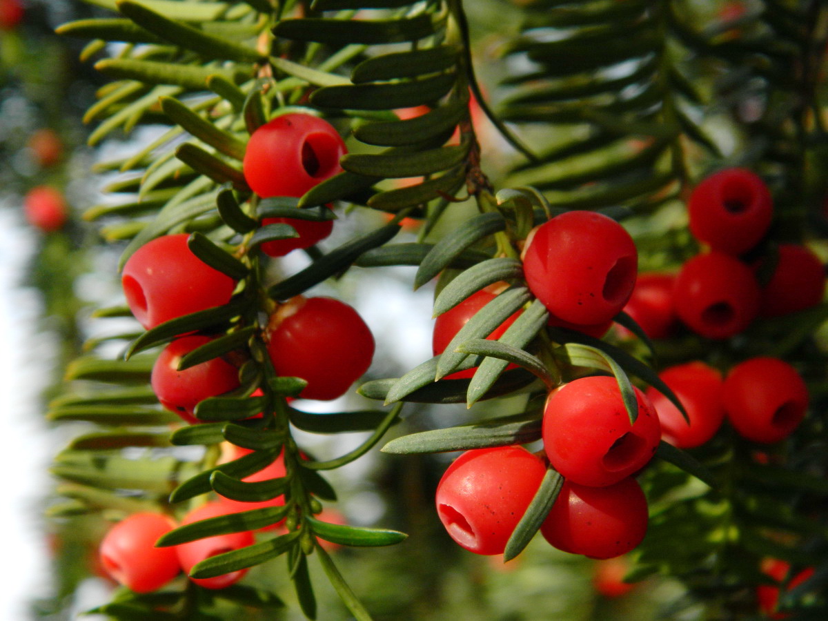LA MULTI ANI, ROMANIA!: Conifere cu fructe rosii