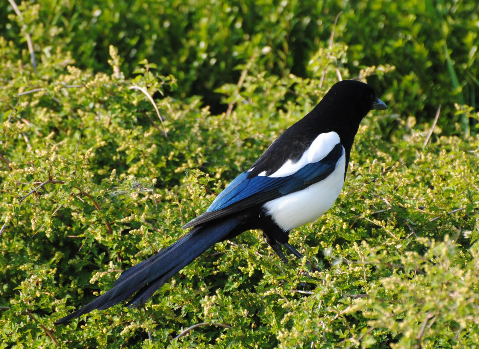 Waarneming van de dag!: Ekster