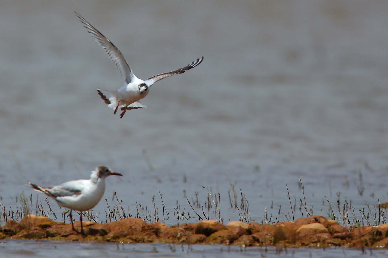 LITTLE GULL a First Record for Pakistan?