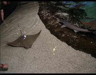Sea Creature Report: **The Cute Cownose Ray**