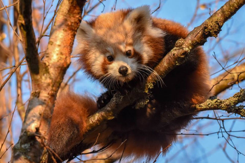 Hullabaloo: Friday Night Soother: Red panda cubs!