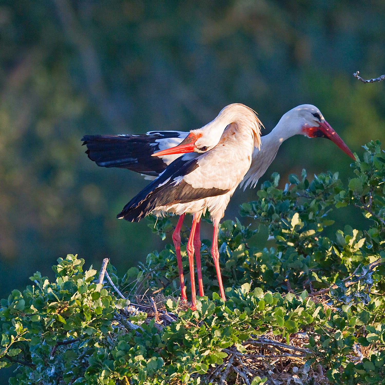 PETER'S PORTFOLIO..............Bird & Wildlife Photography: White Storks