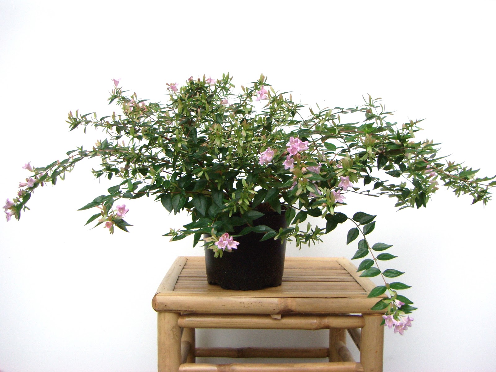 my gardening archive: pink abelia edward goucher
