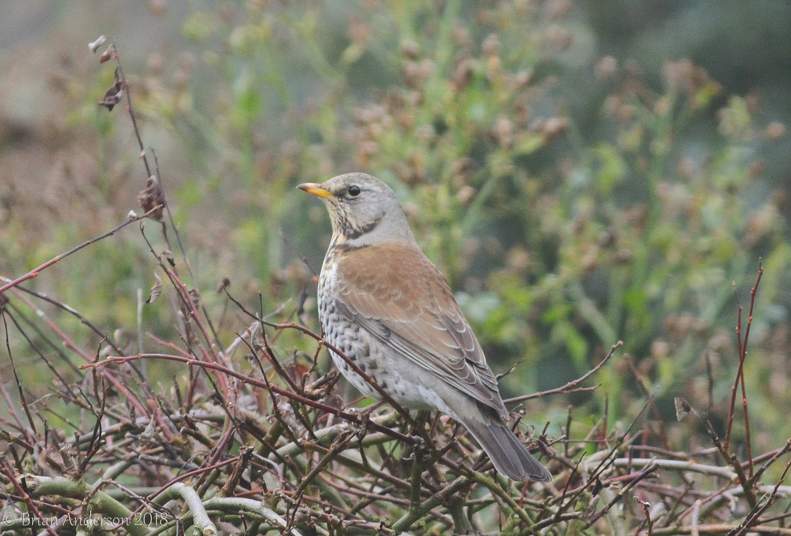 Brian's birding blog: Fieldfare drops in