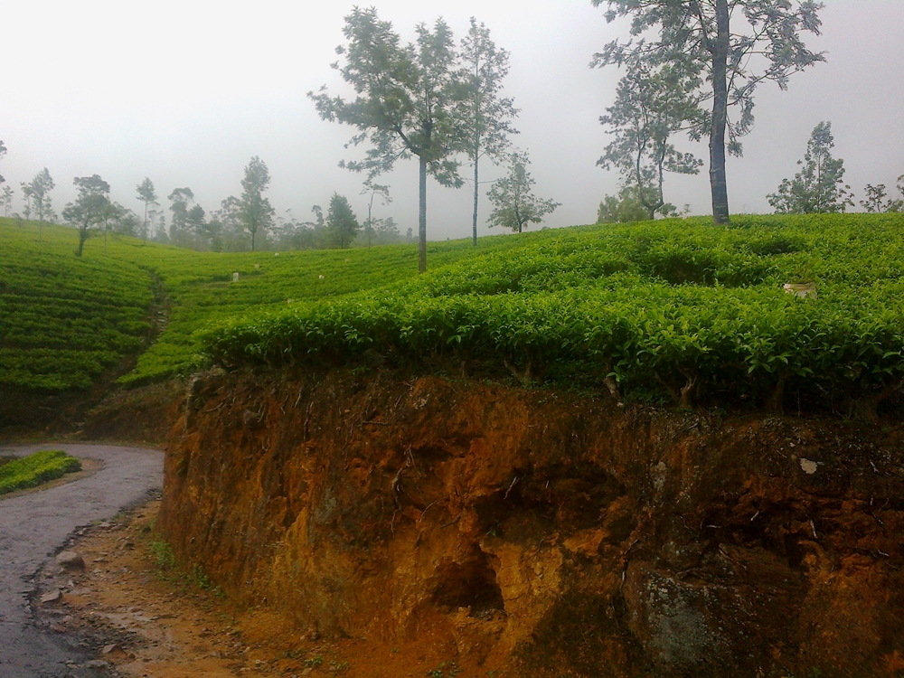 Beautiful Captures: Tea states in Sri Lanka