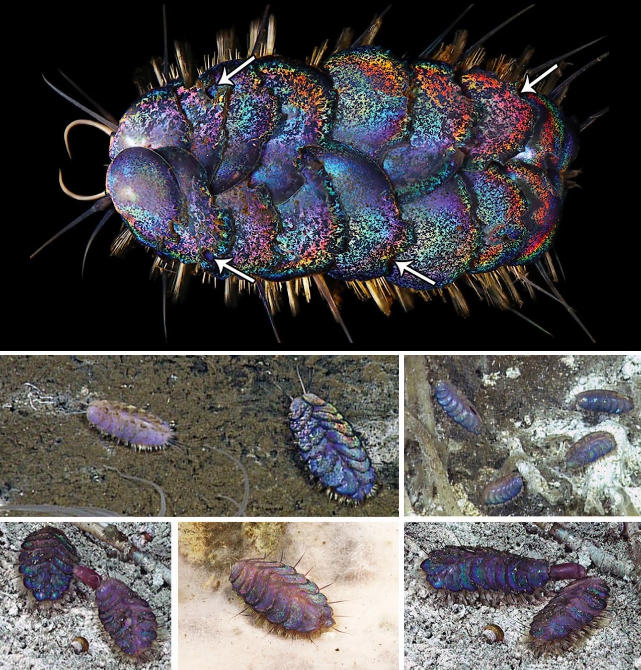 Species New to Science: [Invertebrate • 2020] Hungry Scale Worms ...