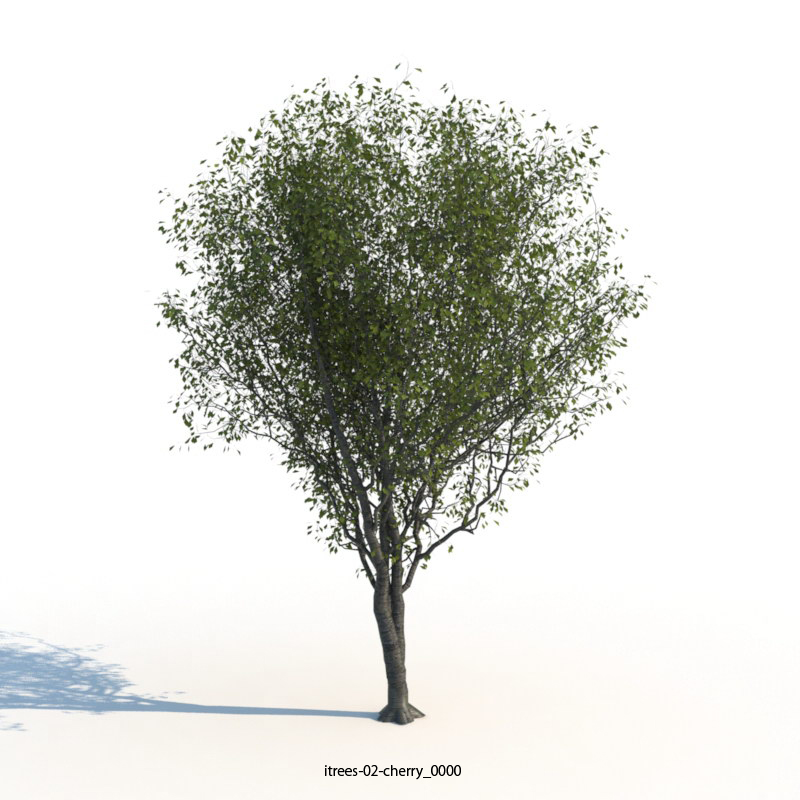 [SKETCHUP] TREE MODELS [Update link google drive 2018/04/28] - ANARCHIVN