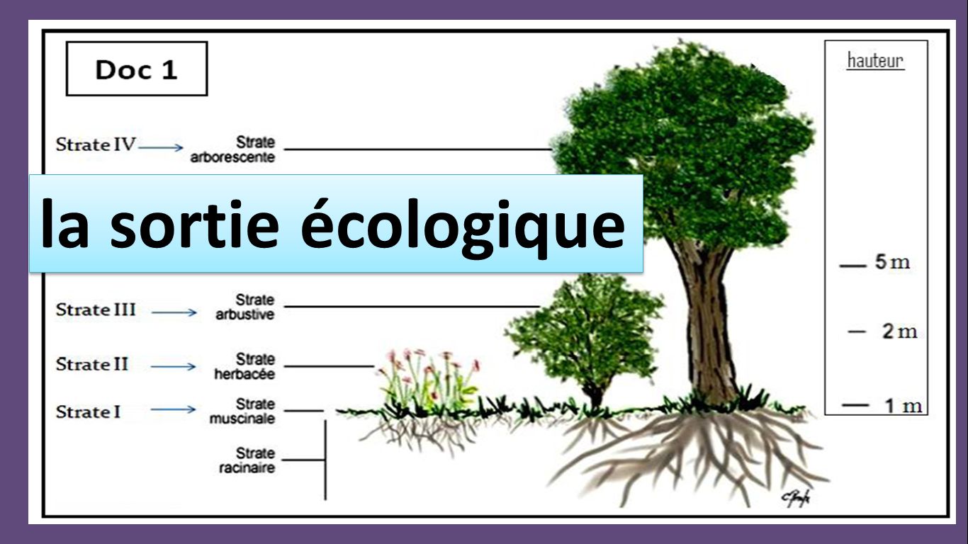 Bac inter > Cours SVT Tronc : Ecologie : la sortie écologique - SVT+