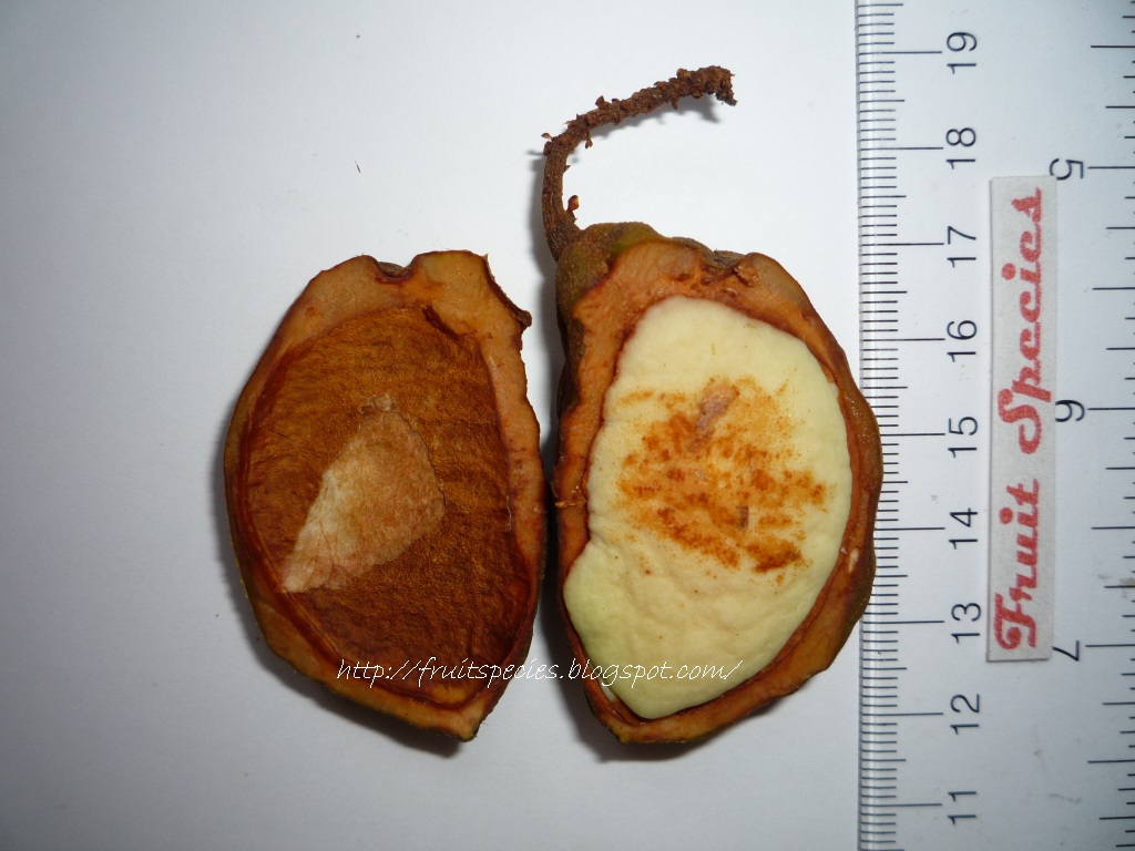 Fruit Species: NAM NAM