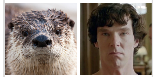 Martin Freeman Hedgehog Benedict Cumberbatch Otter