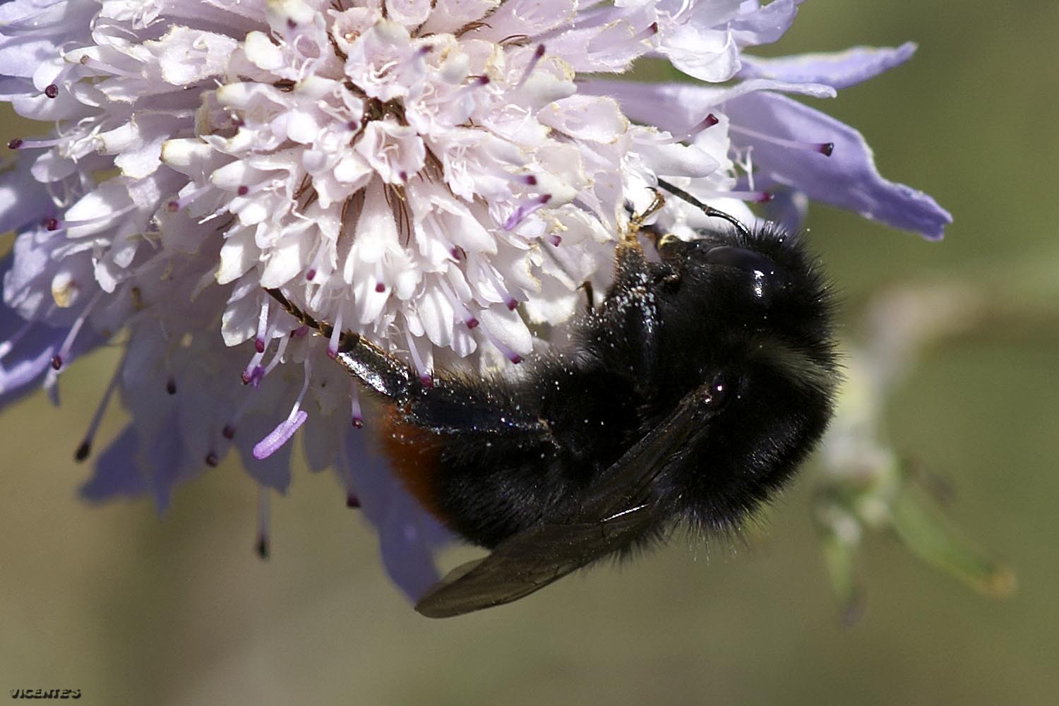 Fauna silvestre de Hormaza: Bombus lapidarius
