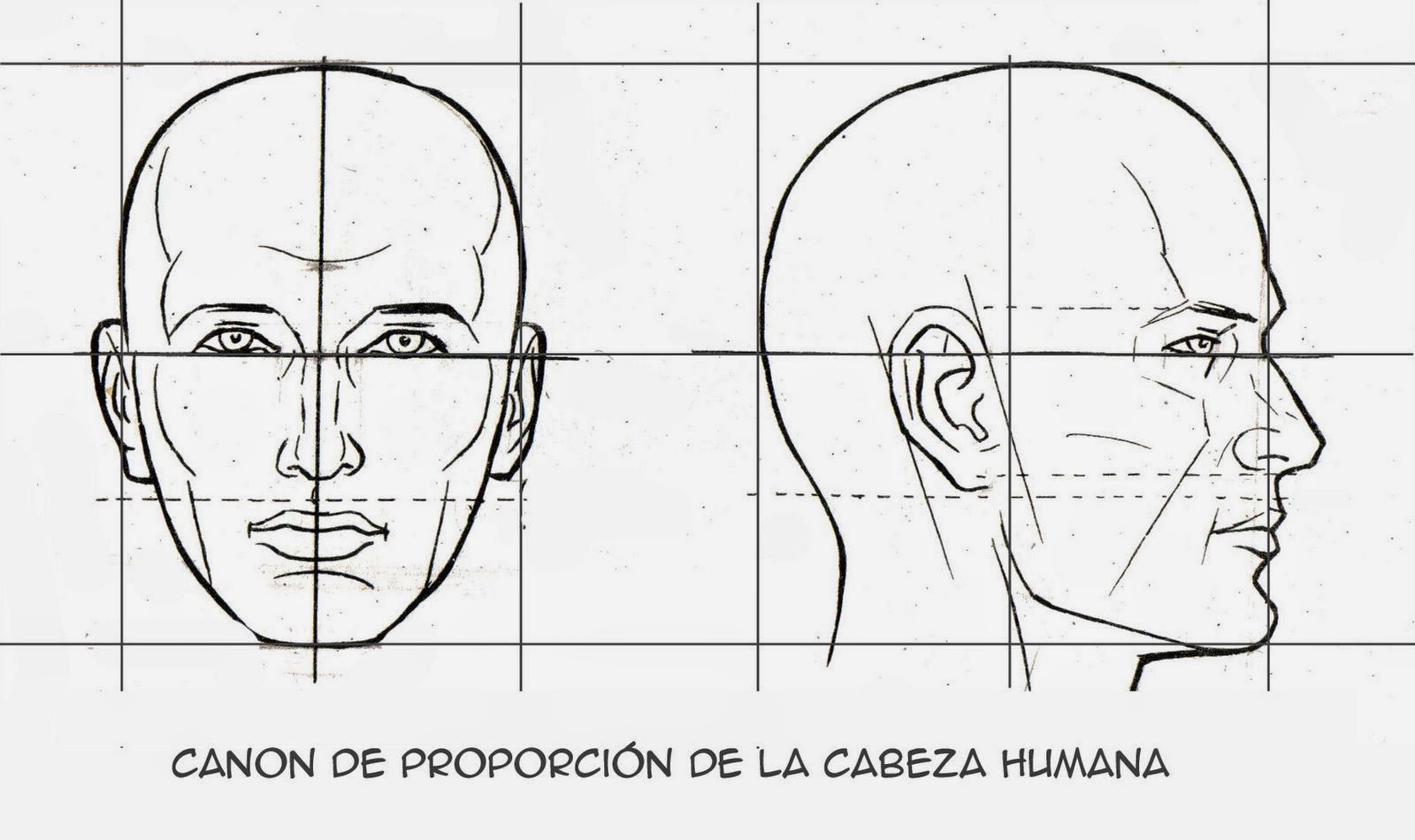 ESCULTURA FIGARI: DIAGRAMAS DE PROPORCIONES DE LA CABEZA (MUJER Y HOMBRE).