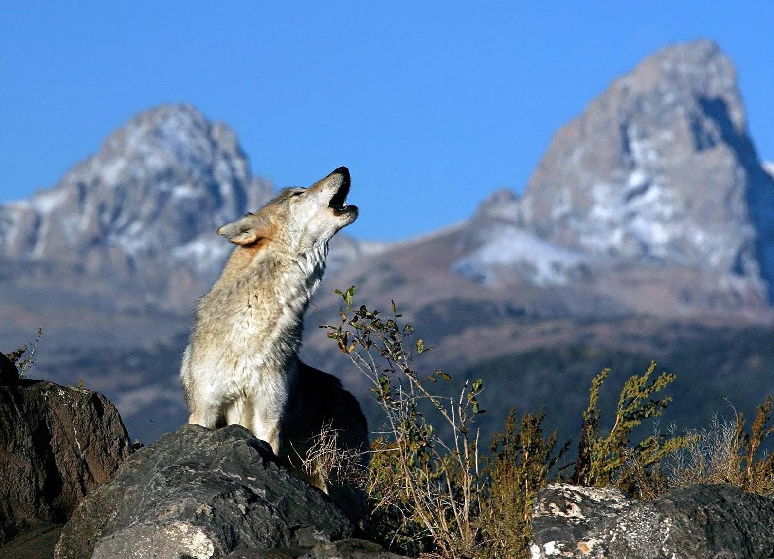 Imagenes de animales : febrero 2013