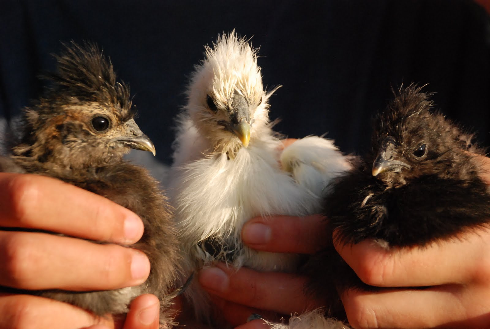 Happy Chickens Lay Healthy Eggs: Baby Silkies