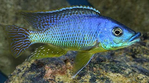 Alma d'Água: Peixes / Perciformes / Cichlidae / Malawi / Haplochromideos